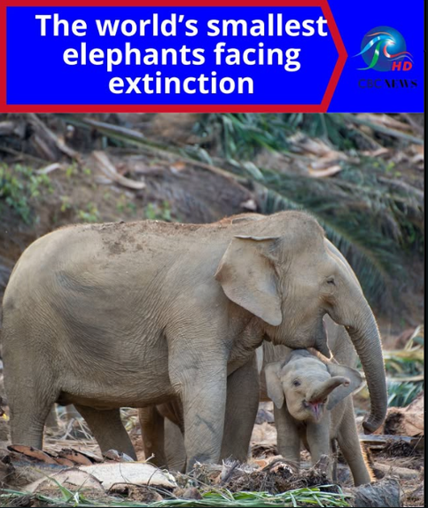 The world’s smallest elephants are facing extinction | Jnanagangothri ...